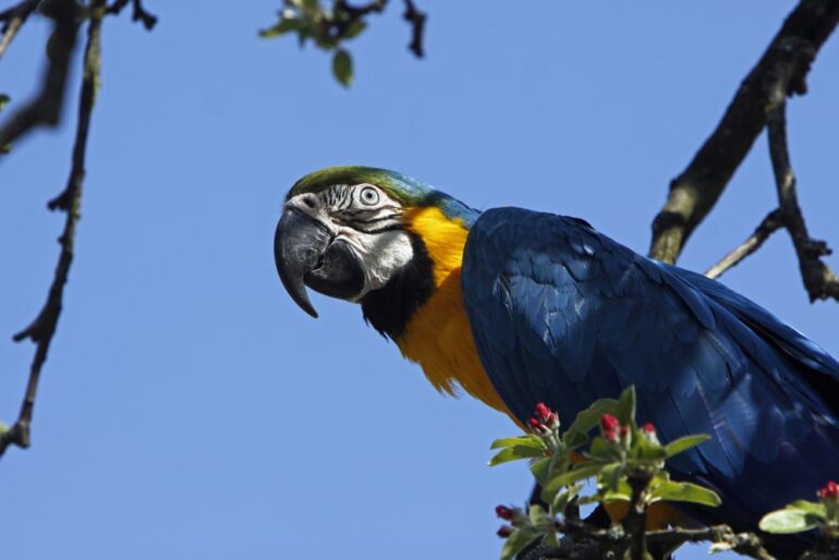 What is Brazil known for? 8 things Brazil is famous for